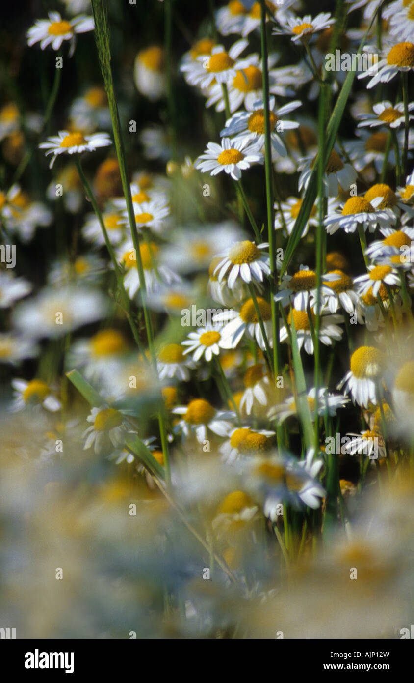 Matricaria indora hi-res stock photography and images - Alamy