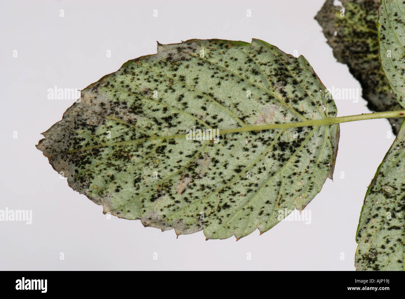 Raspberry rust Phragmidium rubi idaei on raspberry leaf Stock Photo - Alamy