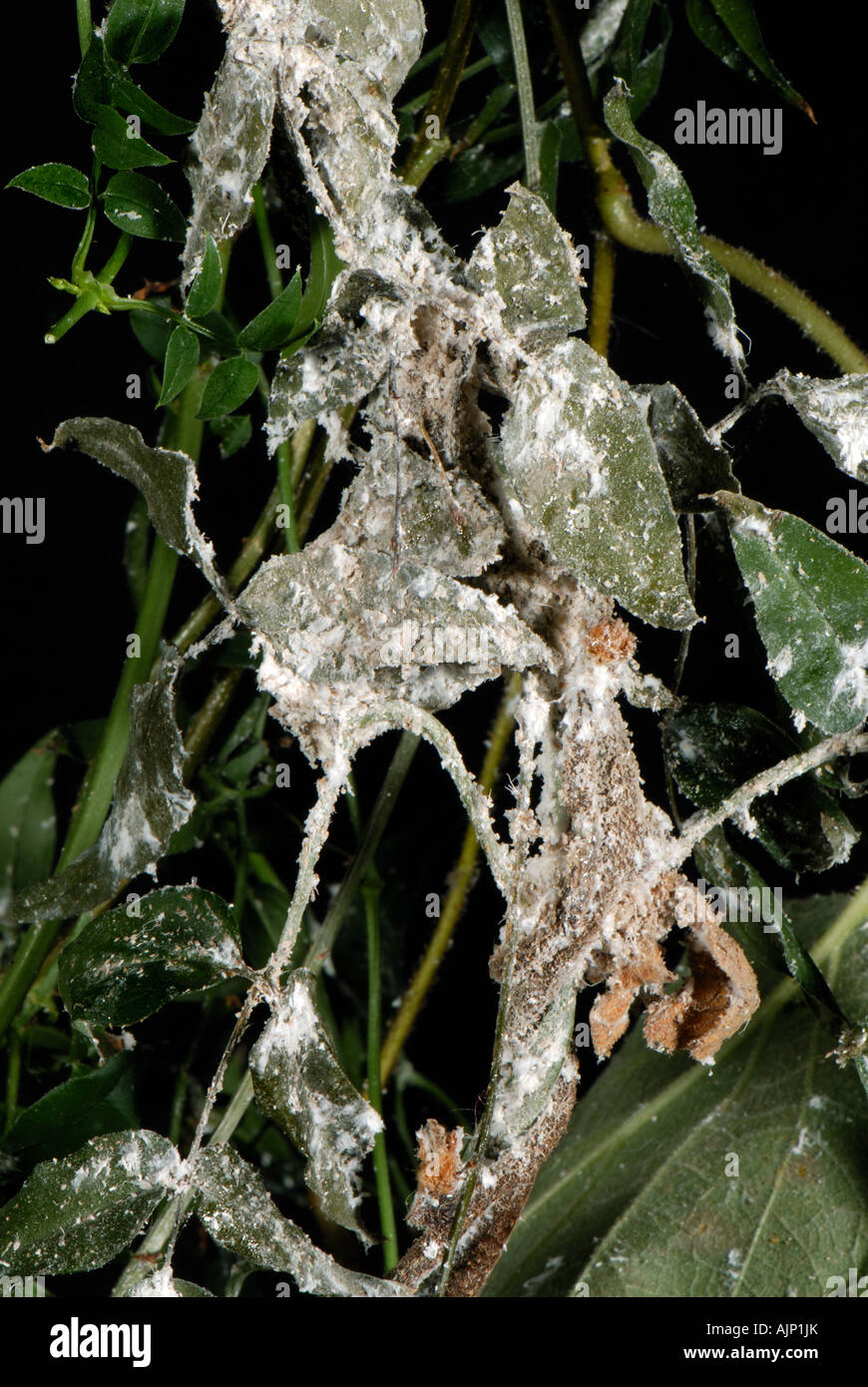 Long tailed mealybug Pseudococcus longispinus severe infestation on ...