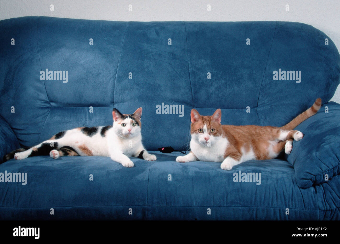 Pair cats hi-res stock photography and images - Alamy