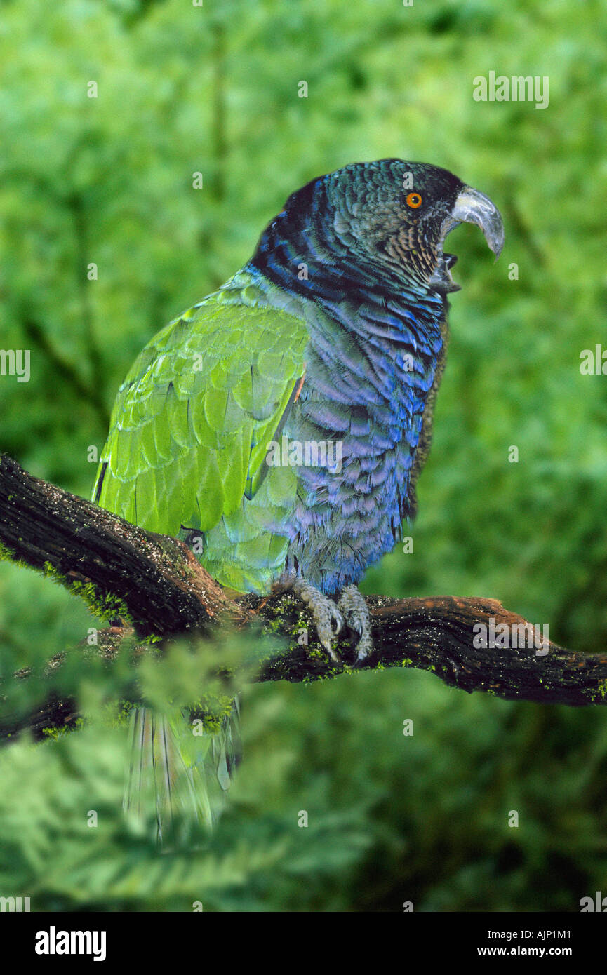 Imperial Amazon Amazona imperialis Caribbean Stock Photo - Alamy