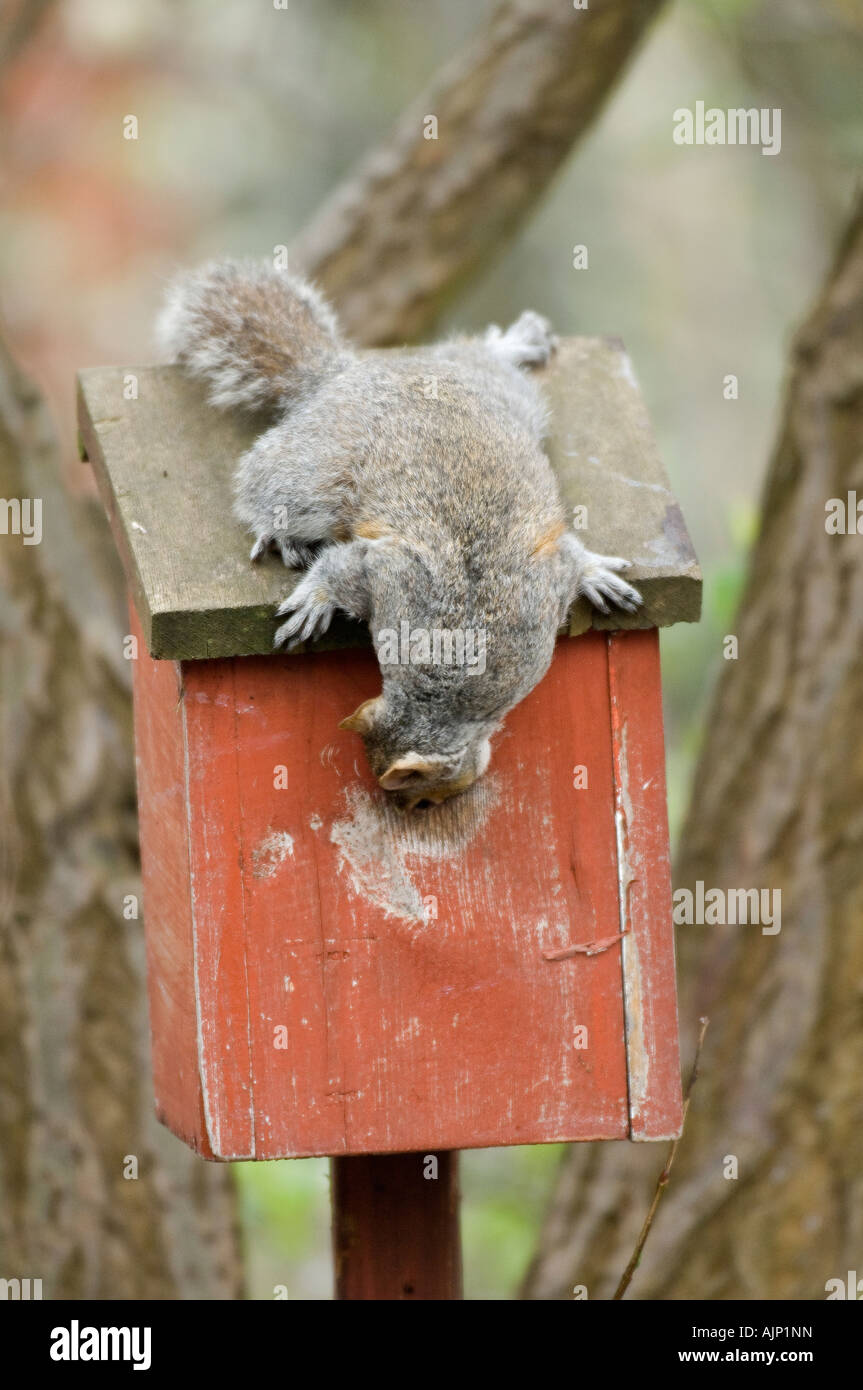 Grey squirrel nest box hi-res stock photography and images - Alamy