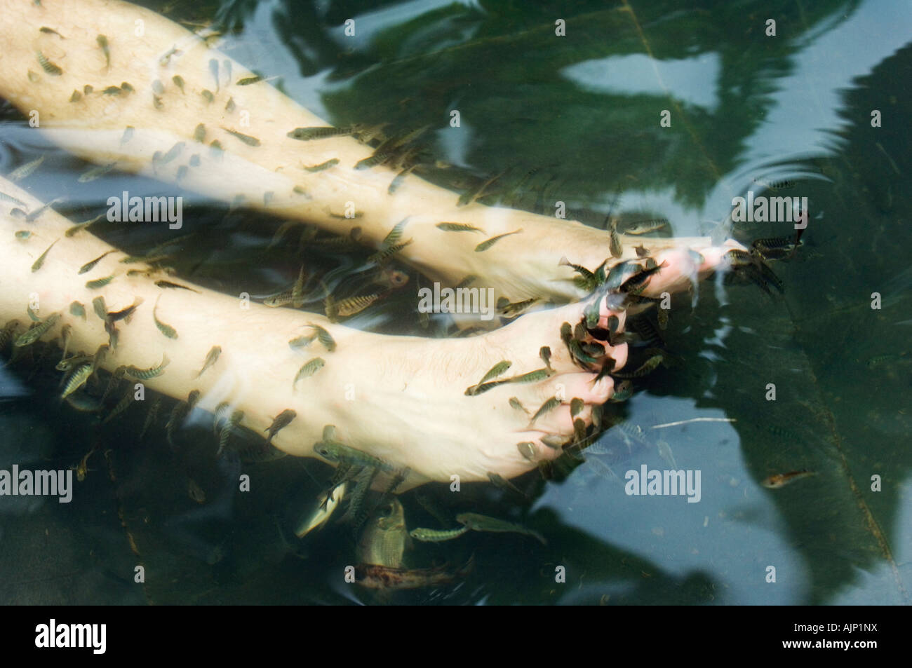 Fish therapy hi-res stock photography and images - Alamy