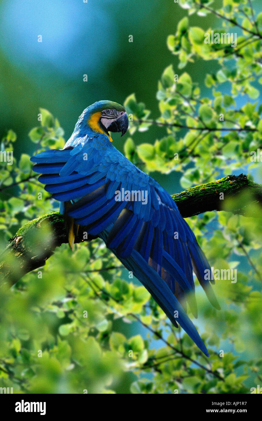 Blue And Gold Macaw Wings