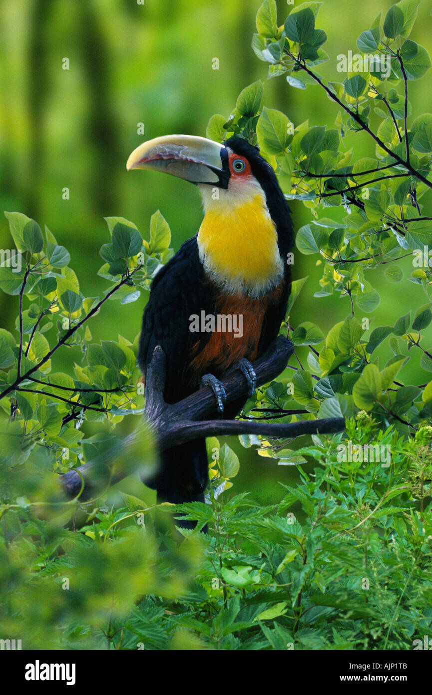 Red breasted toucan ramphastos hi-res stock photography and images - Alamy