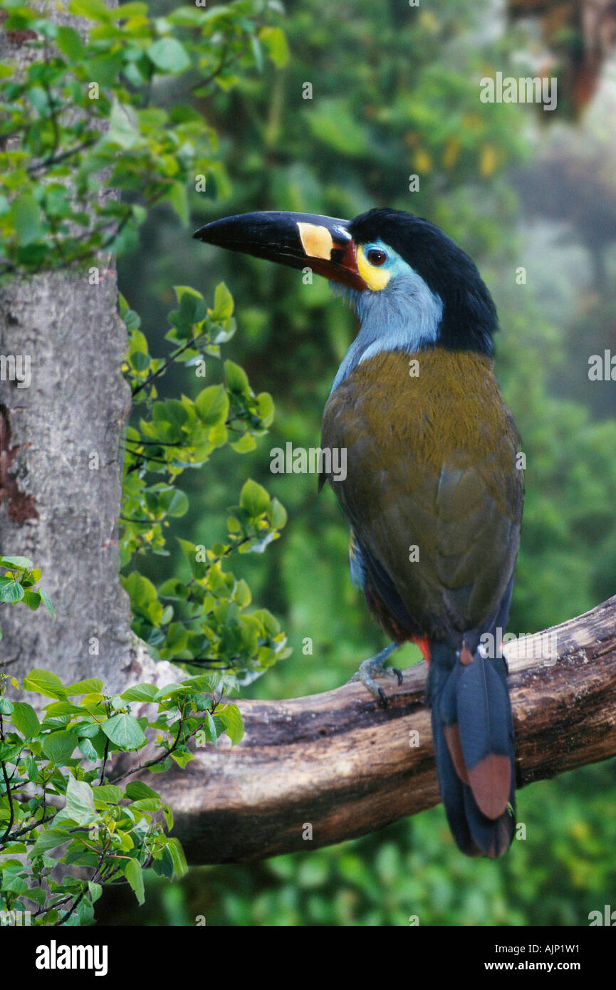 Plate billed Mountain toucan Andigena laminorostris Stock Photo - Alamy