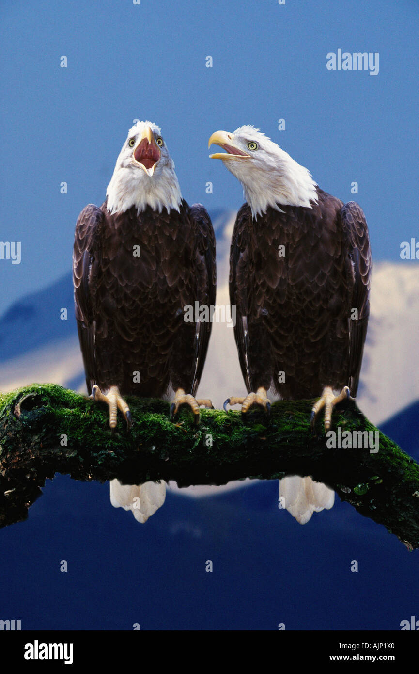 Pair adult bald eagles hi-res stock photography and images - Alamy