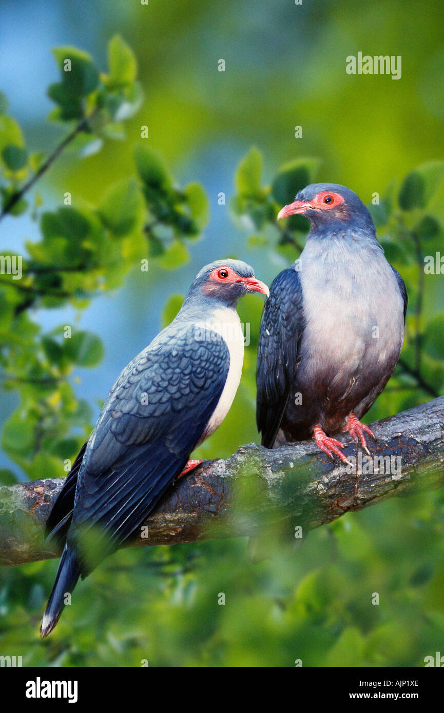 Papuan mountain pigeon hi-res stock photography and images - Alamy