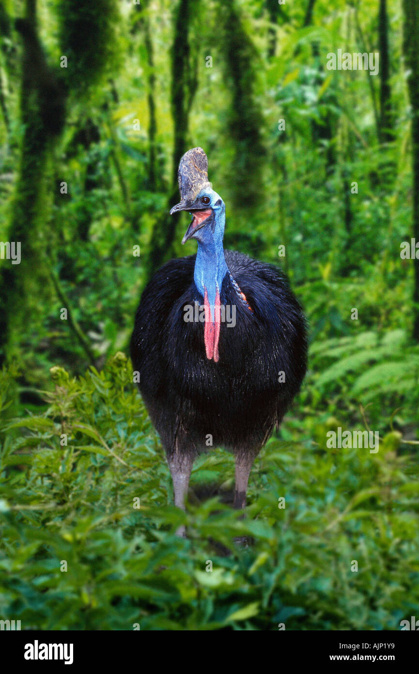 Double wattled Cassowary Casuarius casuarius Australian Cassowary Stock Photo - Alamy