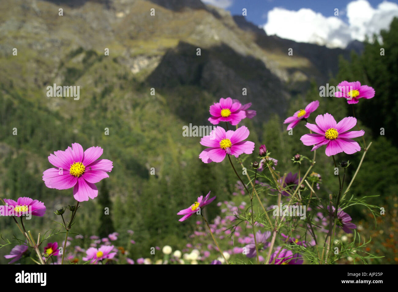 Pink violet flowers in Indian Himalaya Parvati Valley, Khirganga Stock ...