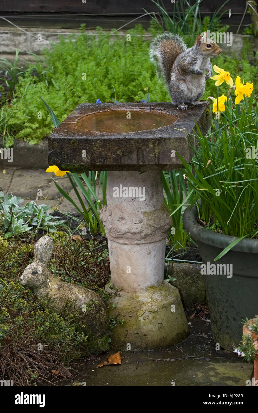 Squirrel on the bird bath hi-res stock photography and images - Alamy