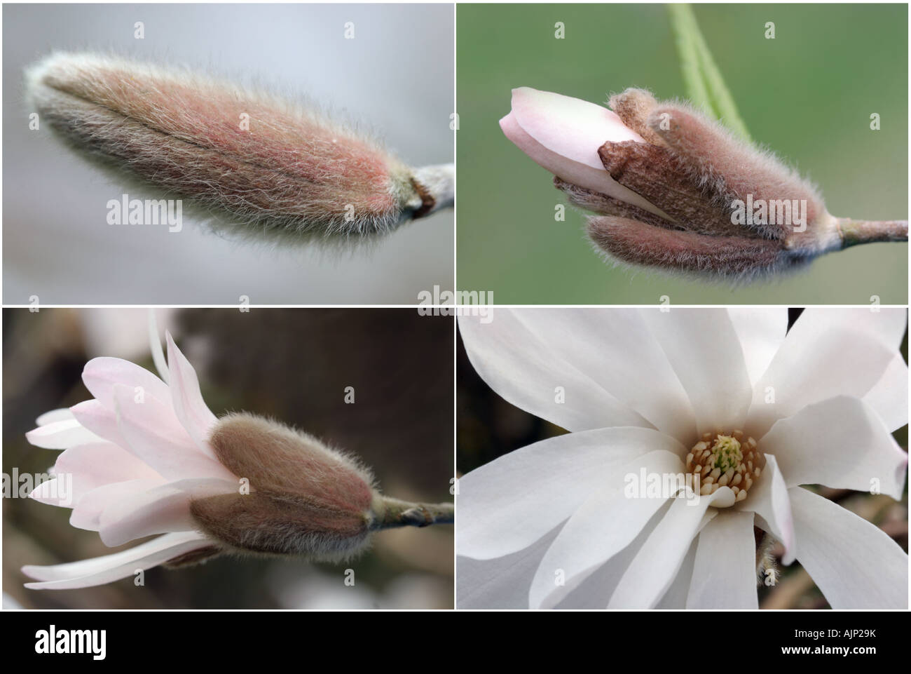 Star Magnolia - Magnolia stellata Rosea - development of bud into ...