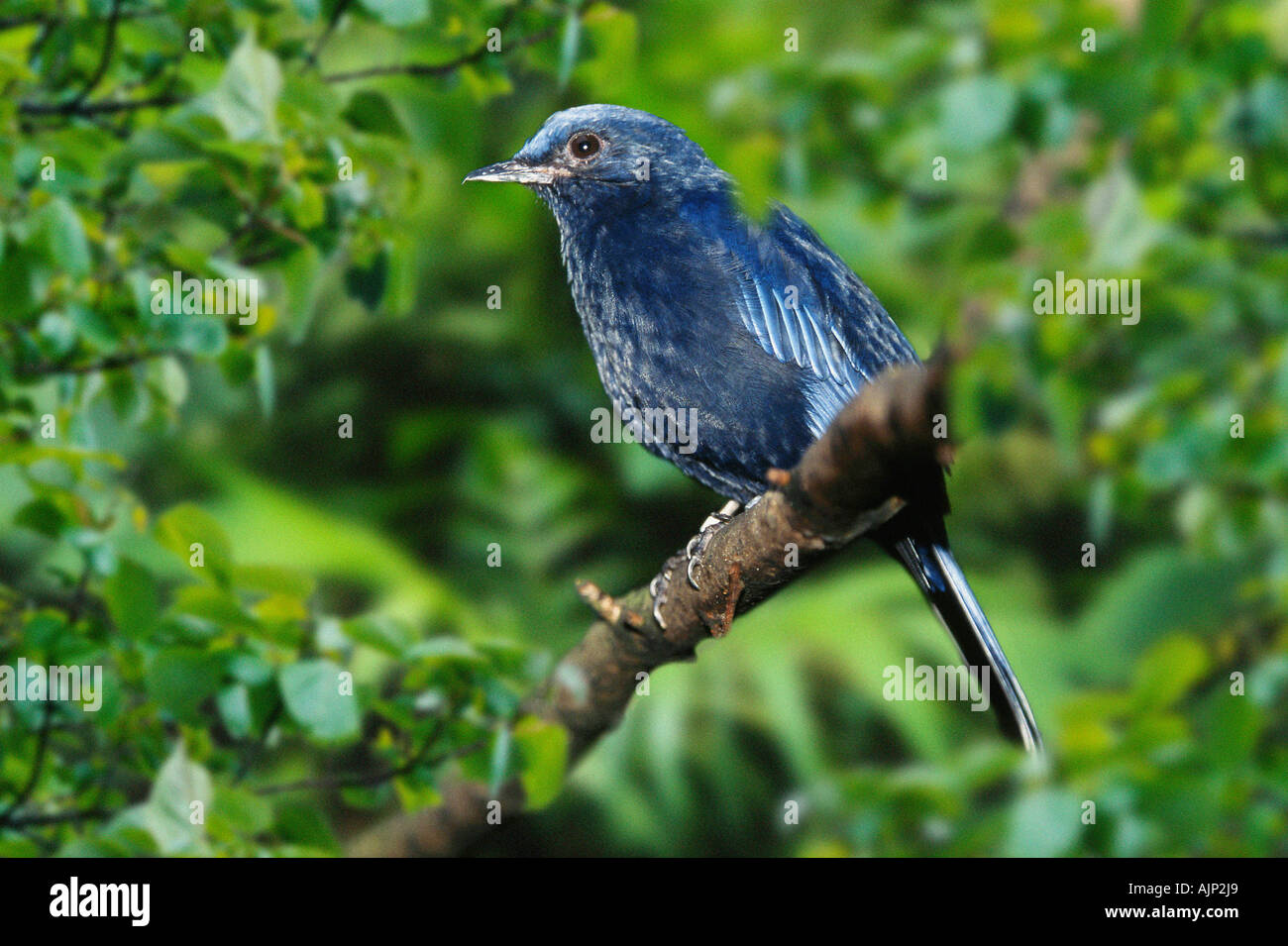 Azurea hi-res stock photography and images - Alamy