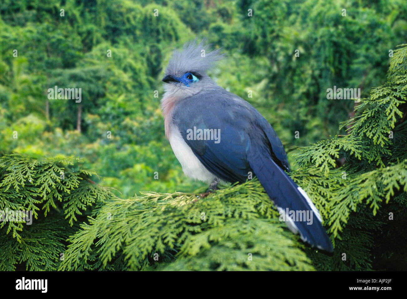 Crested Coua Coua cristata Stock Photo - Alamy