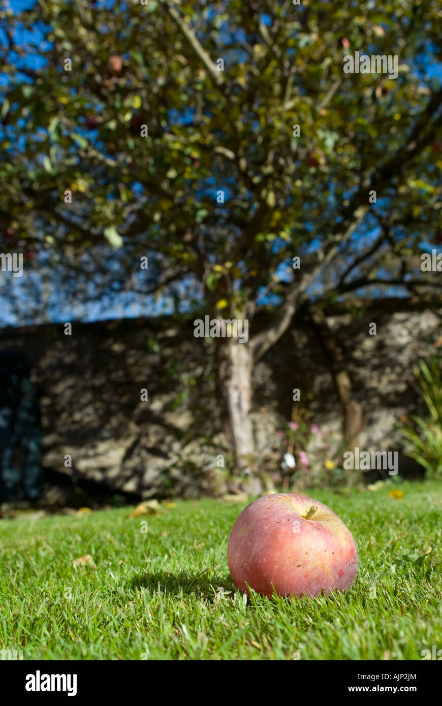 Windfall apple on the lawn of an English garden, with the apple tree in ...