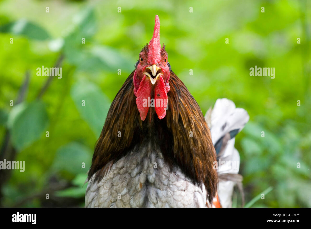 Free range cockerel crowing in Tanzania Stock Photo - Alamy