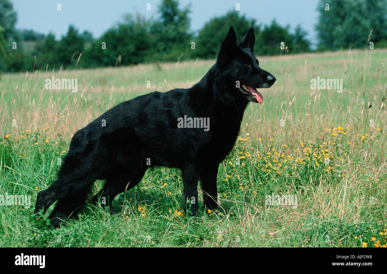 Black german alsatian hi-res stock photography and images - Alamy