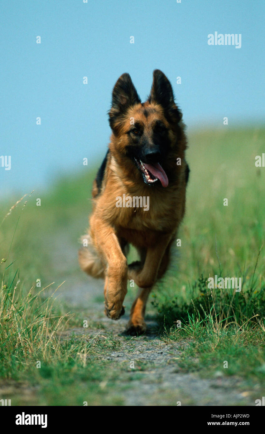 German Shepherd Dog Stock Photo - Alamy