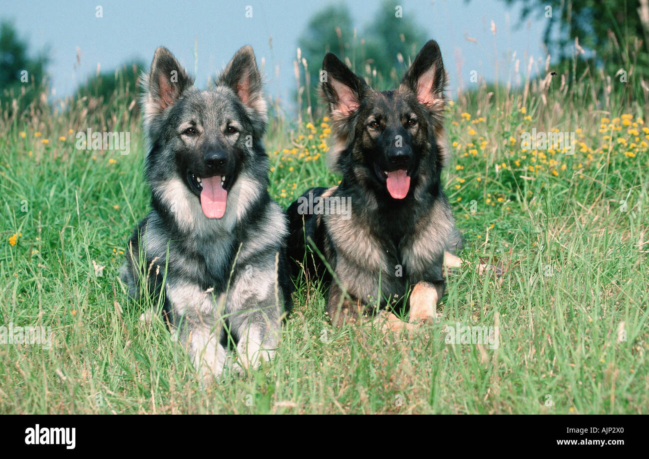 German Shepherd Dogs pair Stock Photo - Alamy