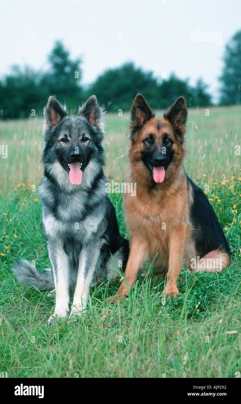 German Shepherd Dogs pair Stock Photo - Alamy