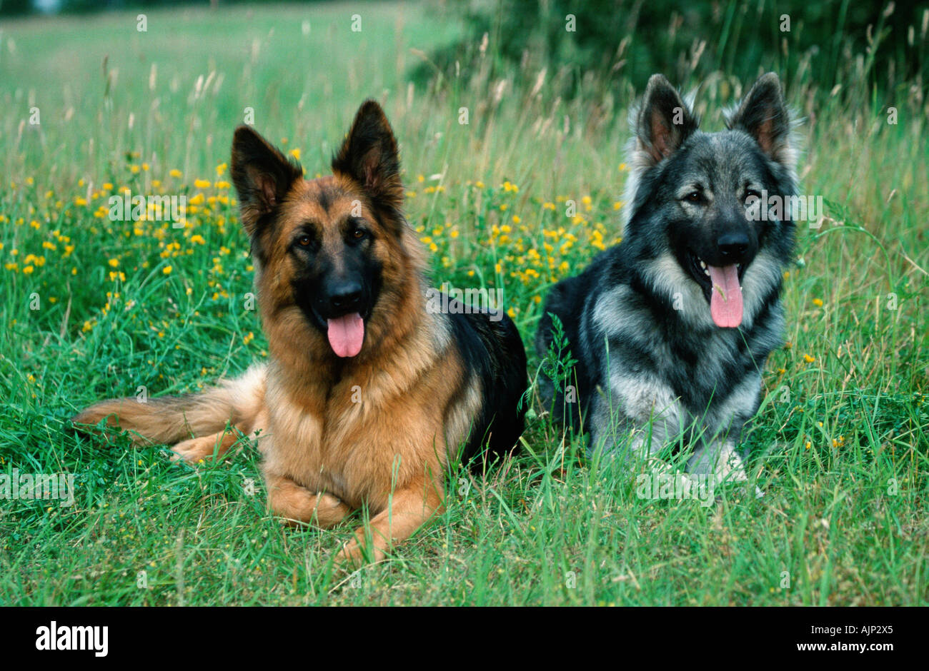 Are German Shepherds Better In Pairs