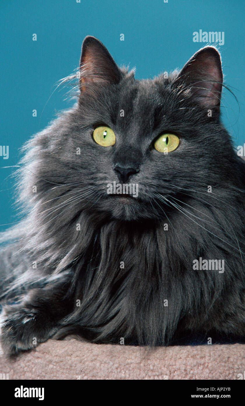 Norwegian Forest Cat blue Stock Photo - Alamy