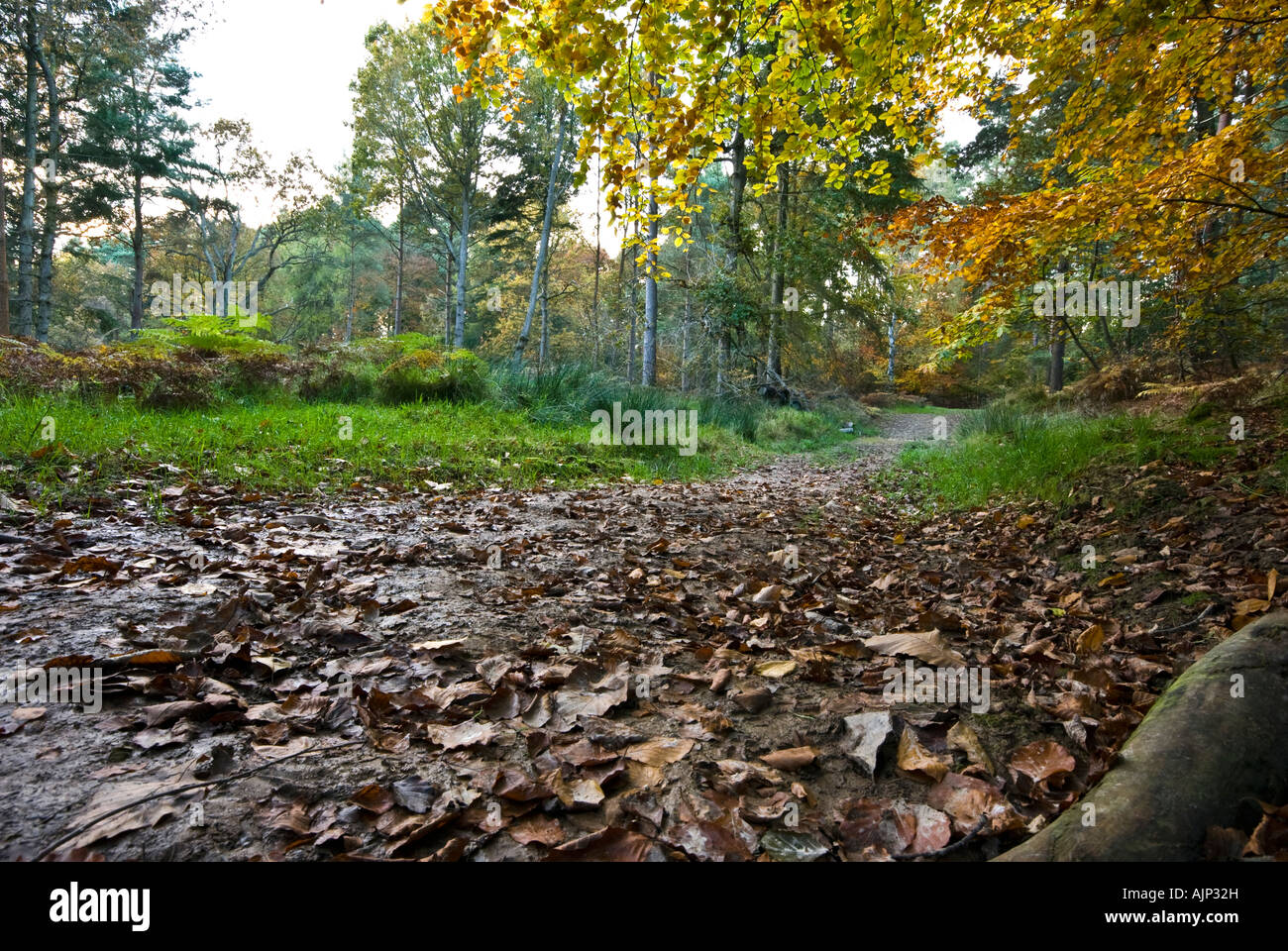 Autumn Woodland Path fallen leaves UK Stock Photo - Alamy