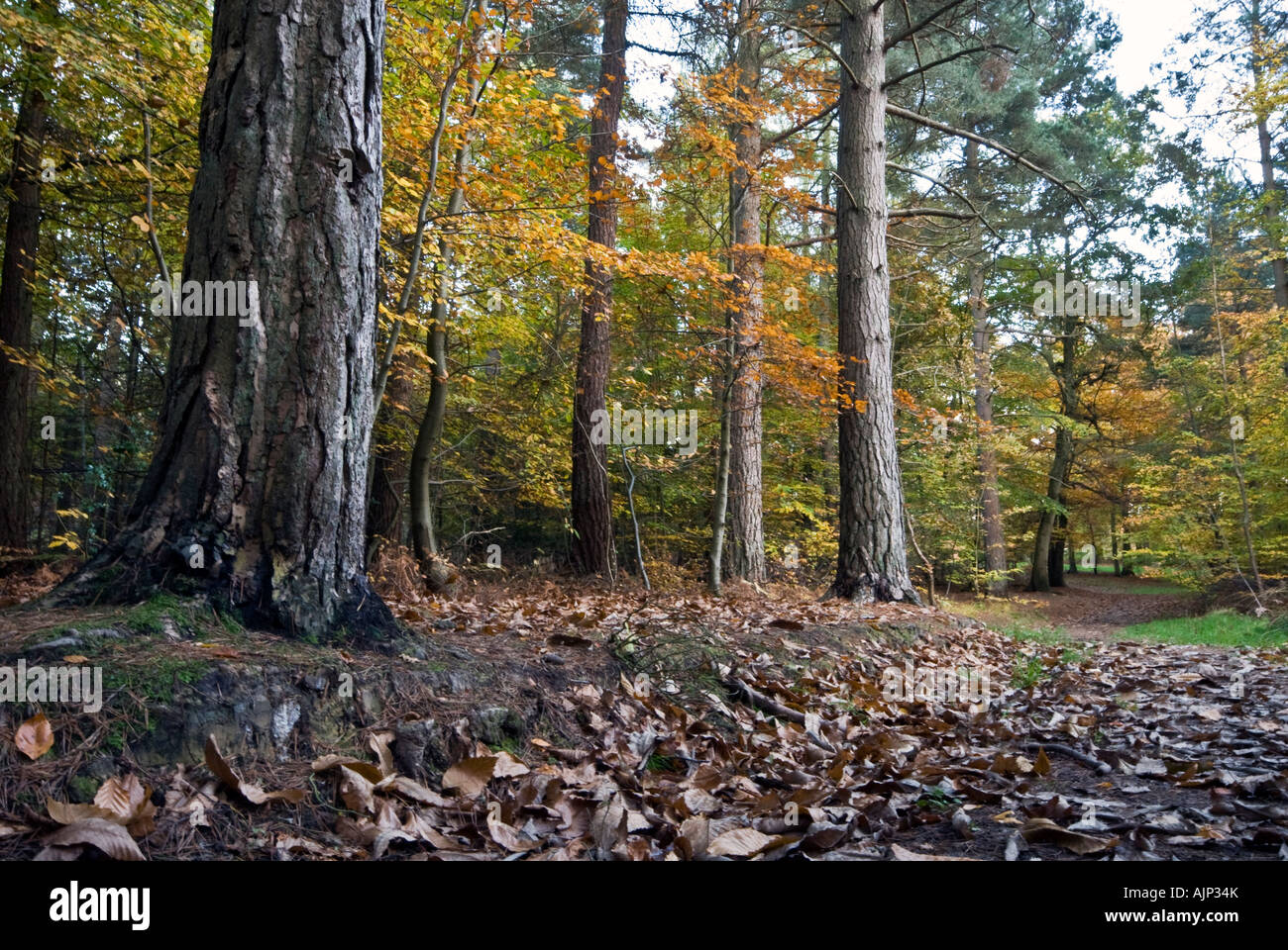 Autumn Trees fallen leaves UK outlook MMC Stock Photo - Alamy