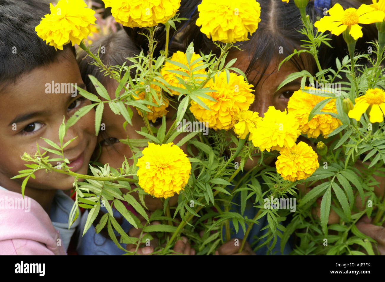 Small indian children boy girl hidden behind flowers outdoors in garden ...