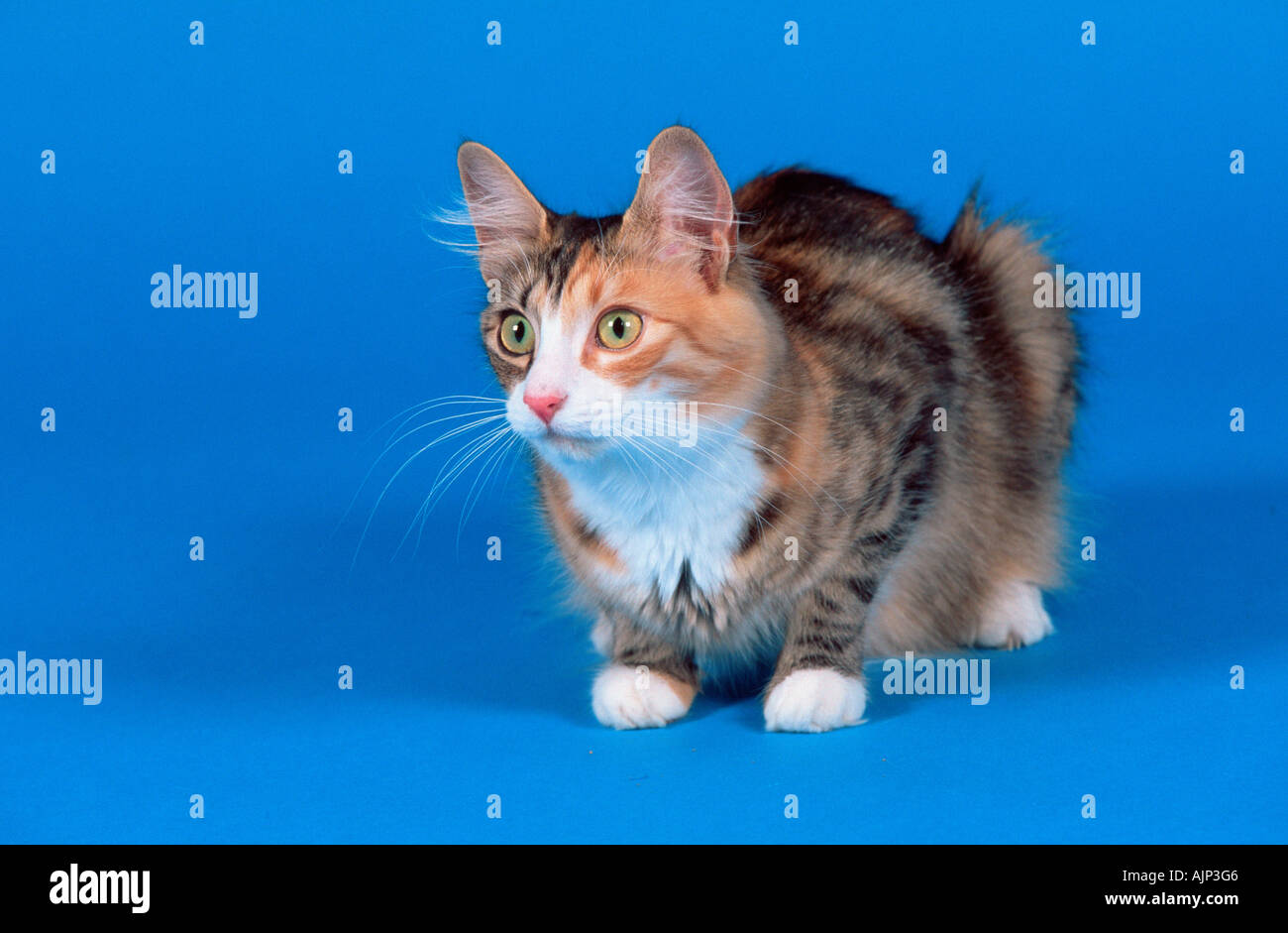 Tortie tabby and white hi-res stock photography and images - Alamy