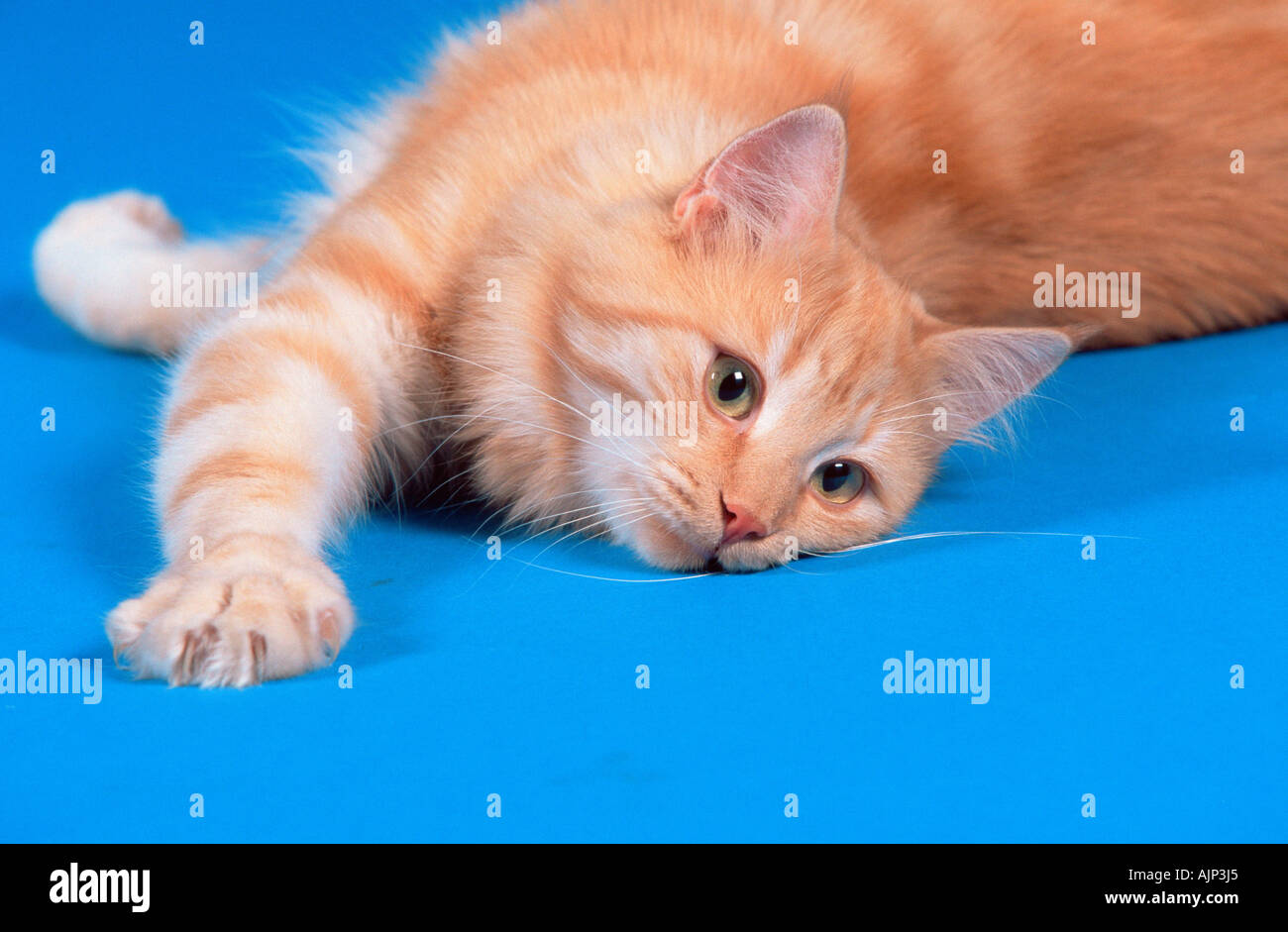 Norwegian Forest Cat tomcat paw Stock Photo - Alamy