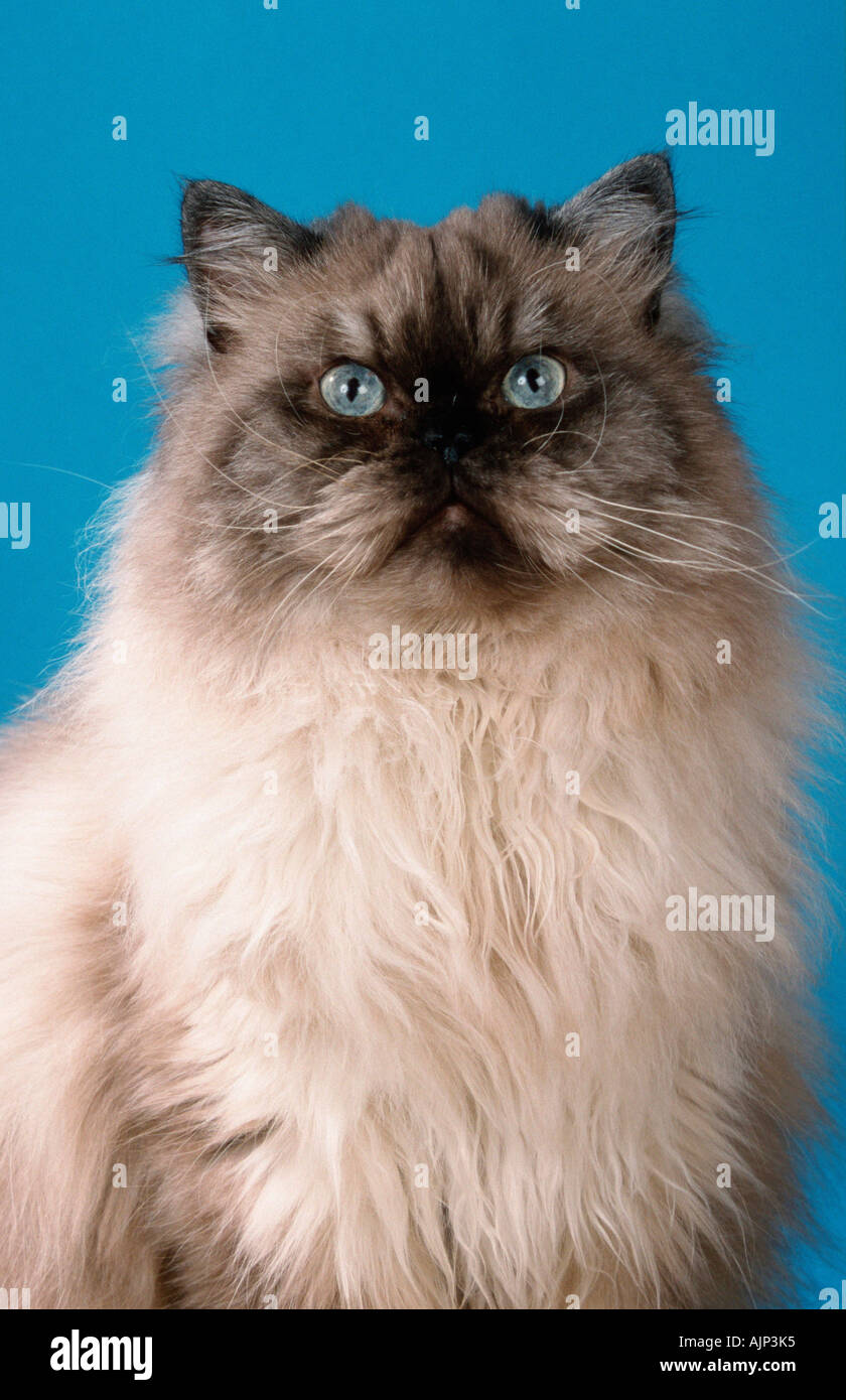 Colorpoint Persian Cat Stock Photo - Alamy