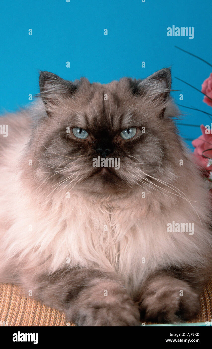 Colorpoint Persian Cat Stock Photo - Alamy