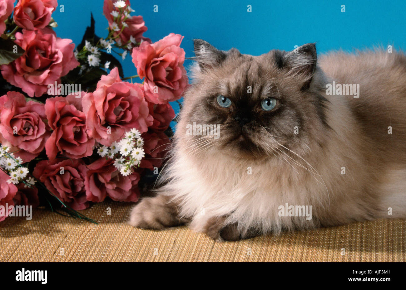 Colorpoint Persian Cat Stock Photo - Alamy