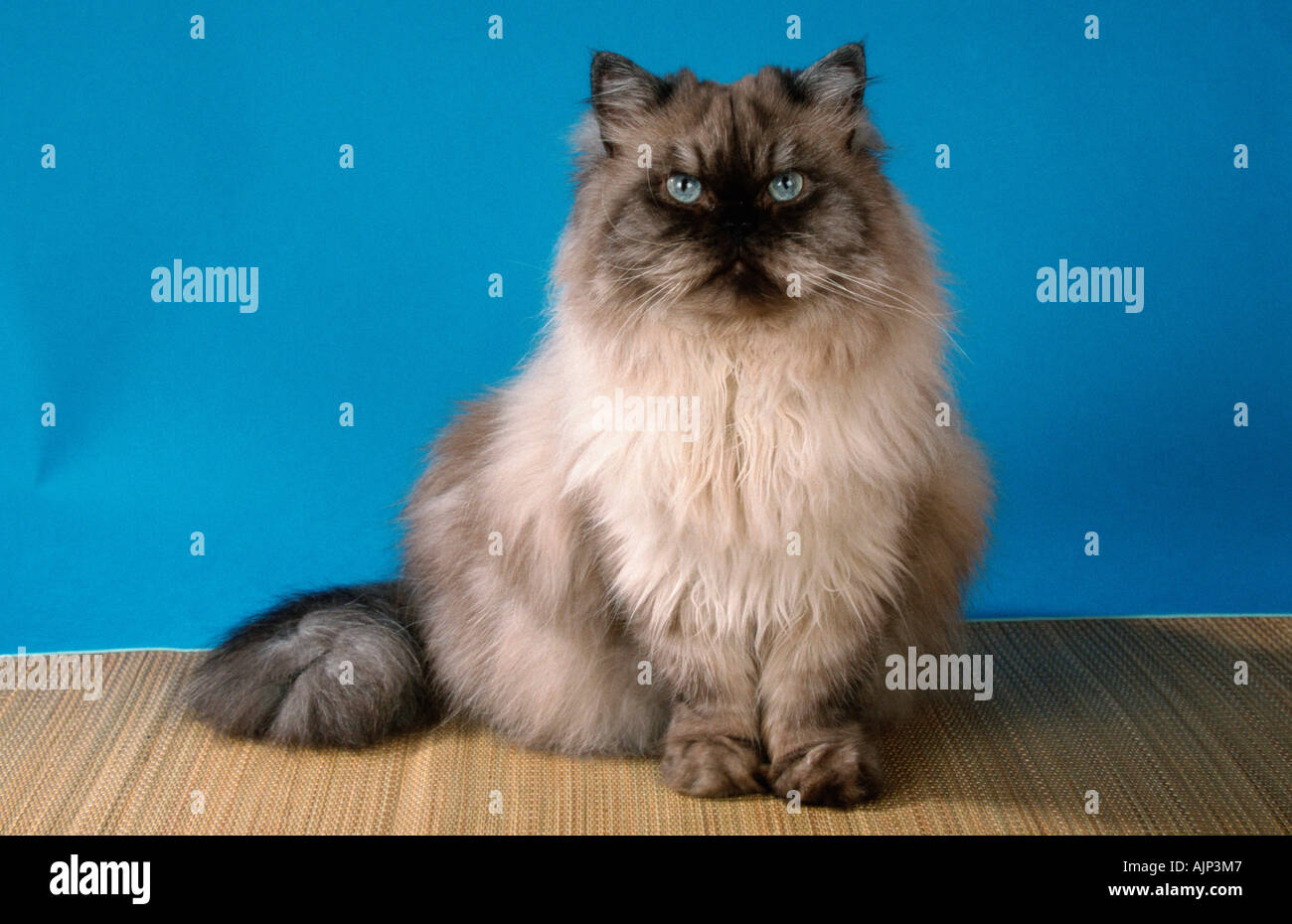 Blue Color Point Persian Cat