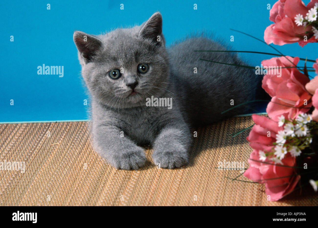 British Shorthair Cat kitten blue Stock Photo - Alamy