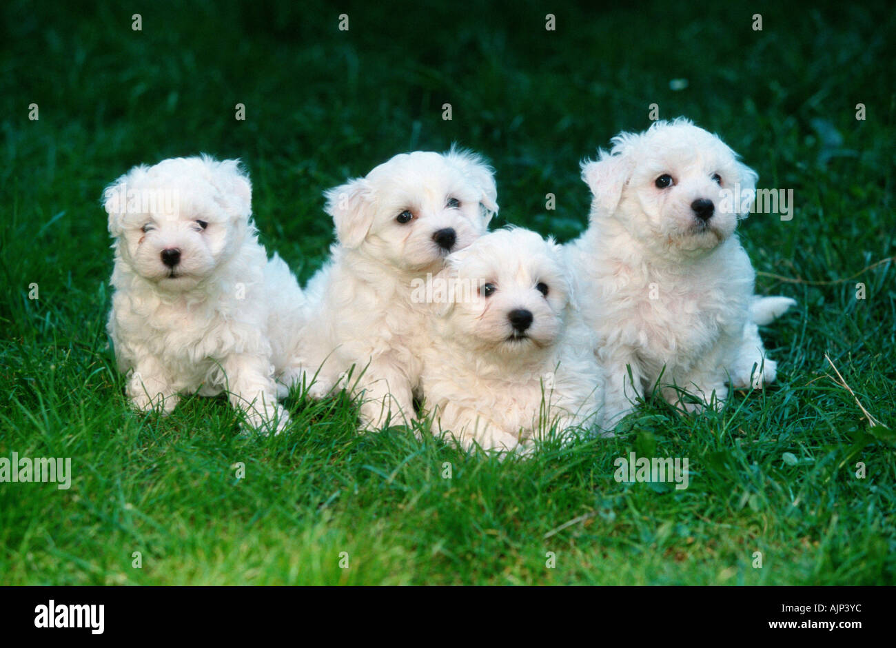 Weeks four hi-res stock photography and images - Alamy