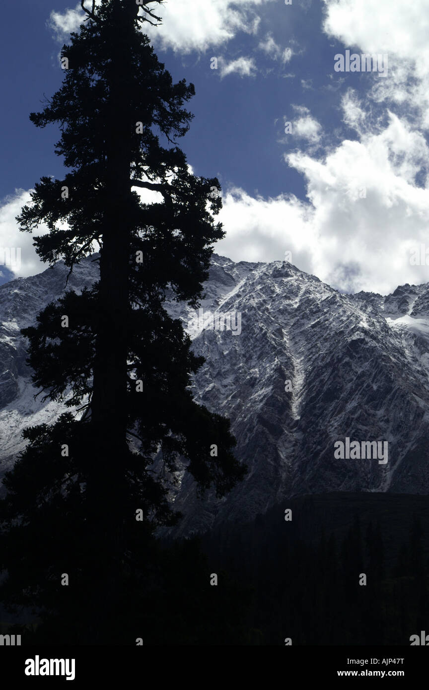 Pine tree silhouette, snowed peak of Indian Himalaya above Parvati ...