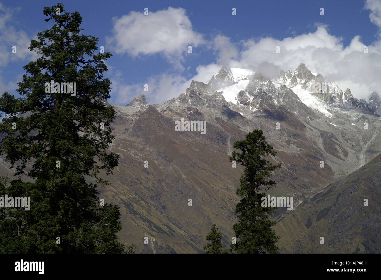 Pine tree silhouette, snowed peak of Indian Himalaya above Parvati ...