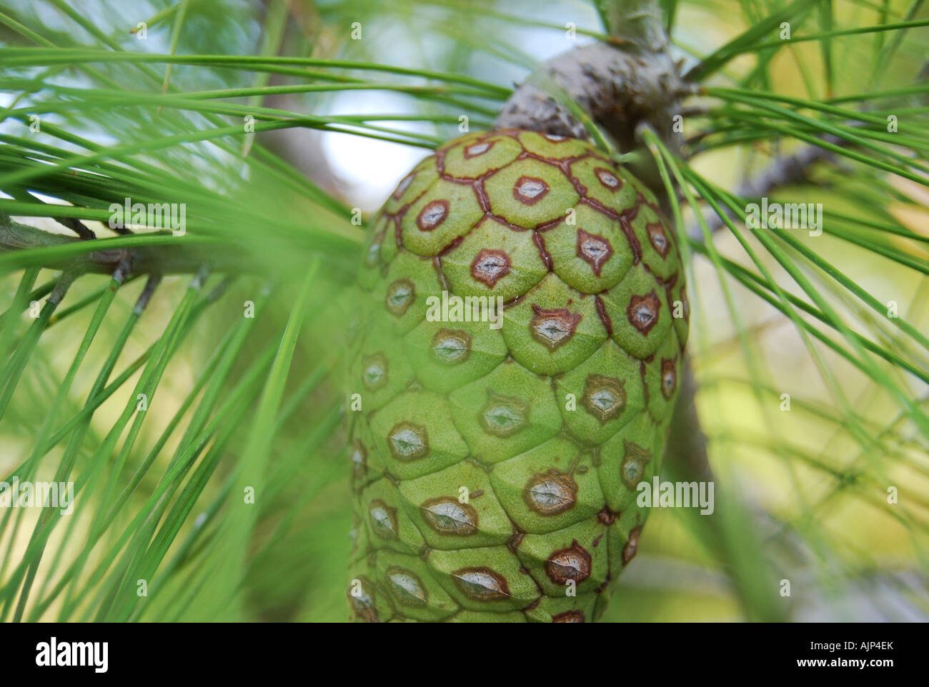 Cone shaped leaves hi-res stock photography and images - Alamy