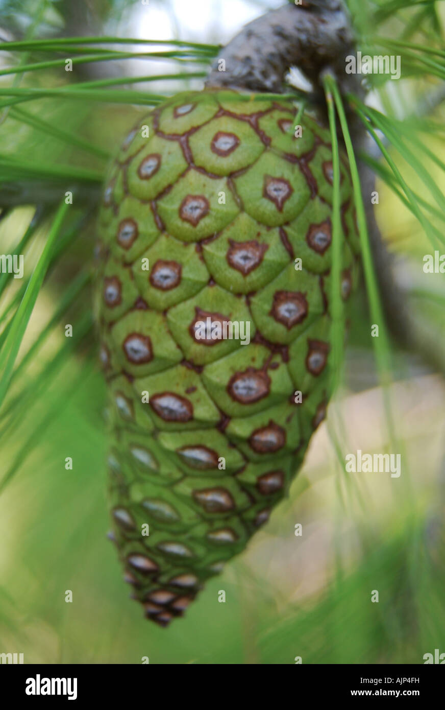 Pine cone shaped hi-res stock photography and images - Alamy