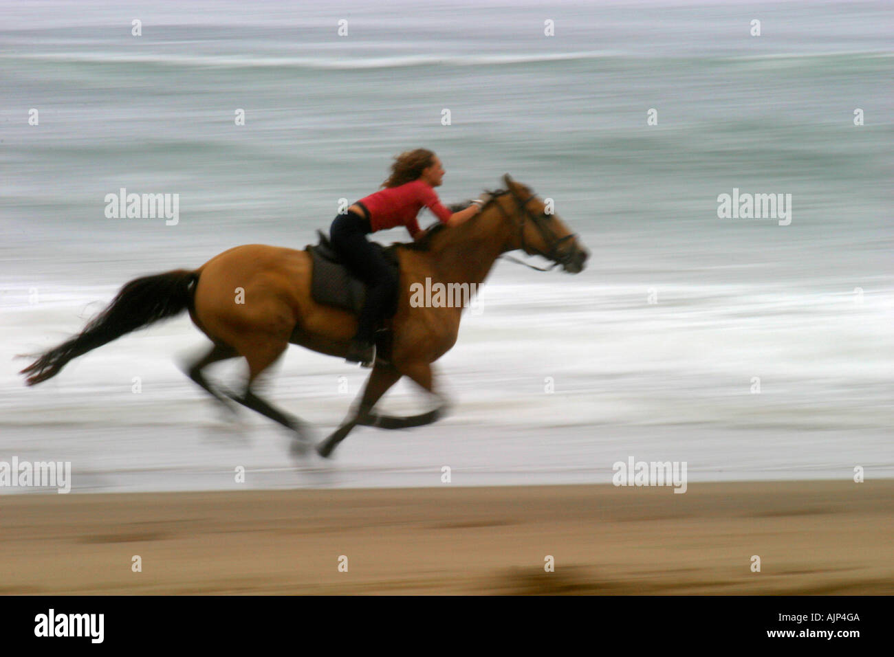 A horse and rider run freely on a California beach Stock Photo - Alamy