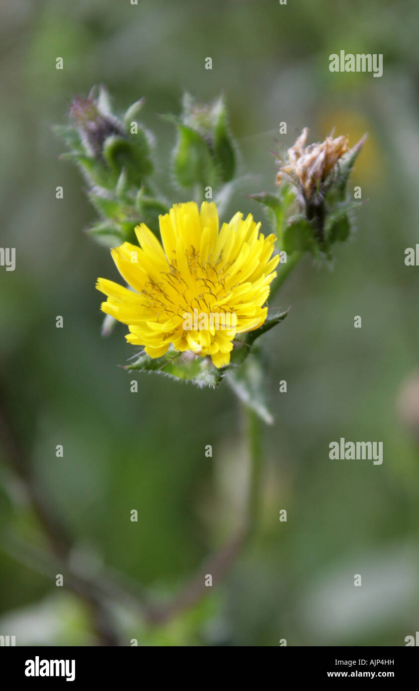 Ox tongue hi-res stock photography and images - Alamy