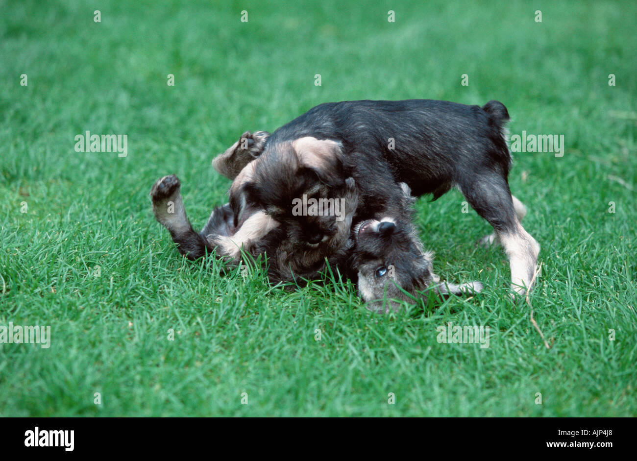 Miniature Schnauzer pepper and salt puppies 7 weeks Stock Photo - Alamy