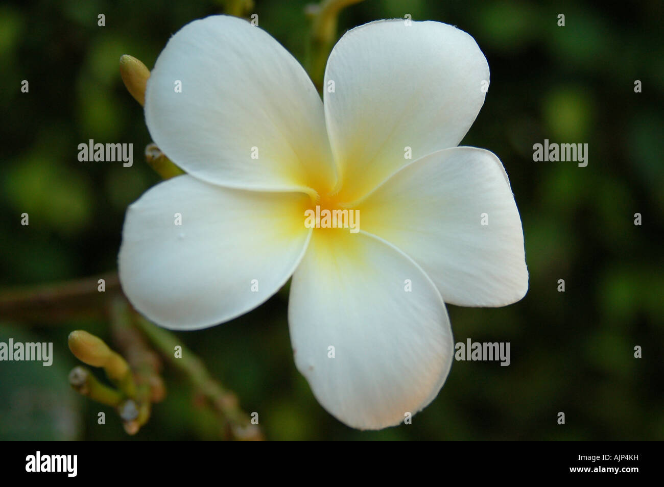 A single frangipani flower Stock Photo - Alamy