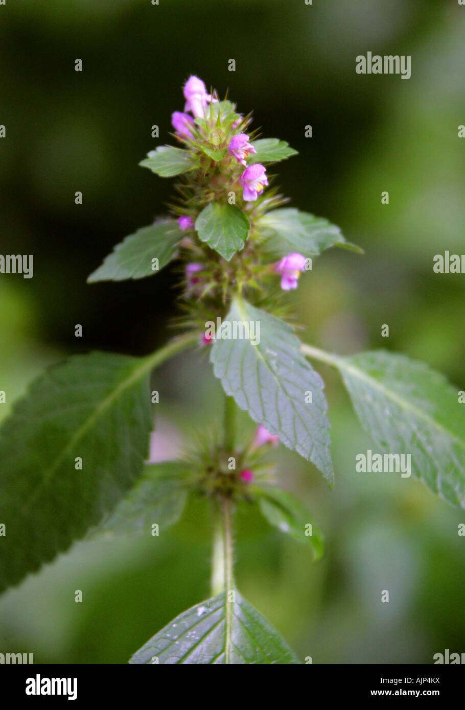 Common Hemp Nettle Stock Photos & Common Hemp Nettle Stock Images - Alamy