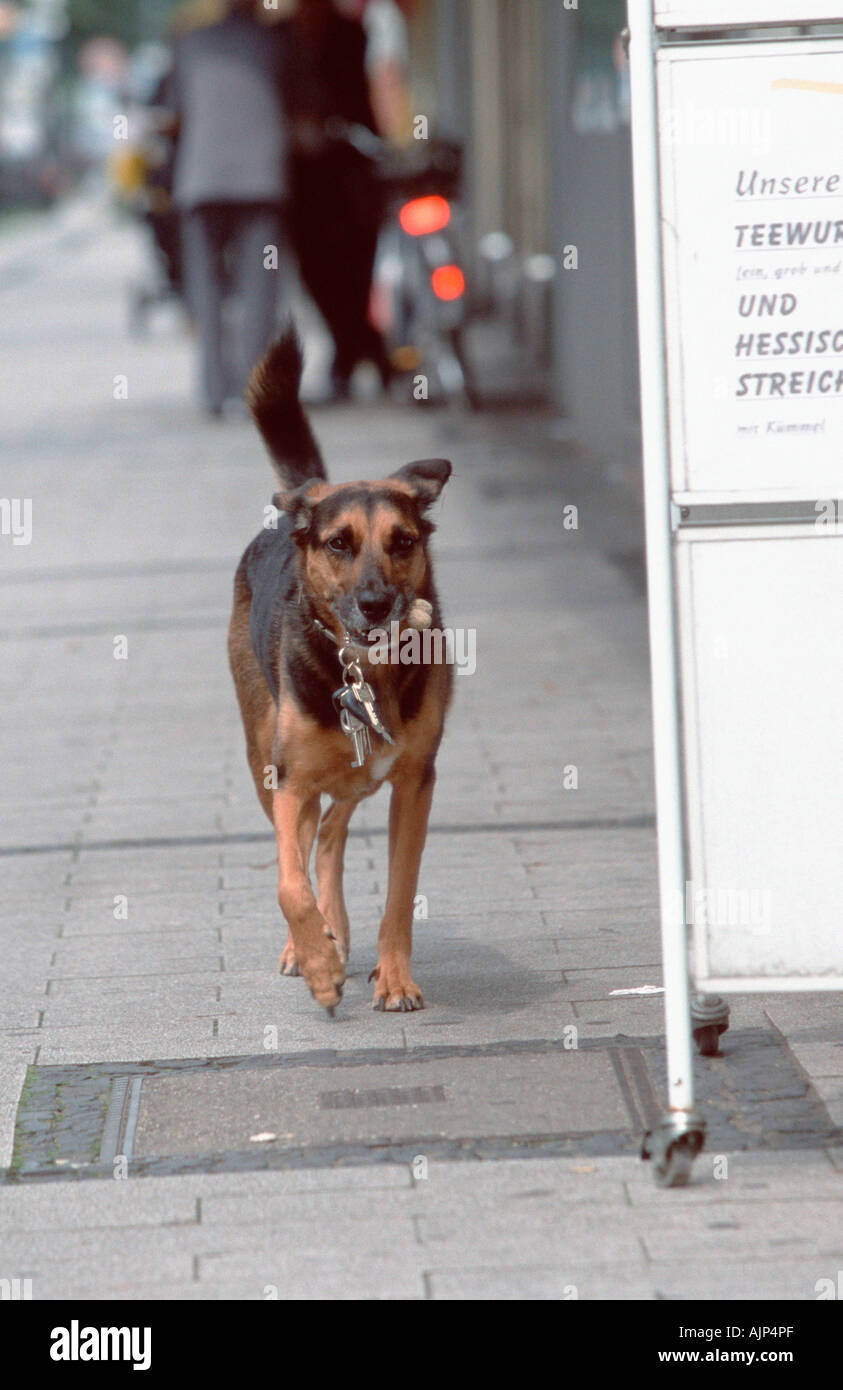 Carrying dog dogs hi-res stock photography and images - Alamy