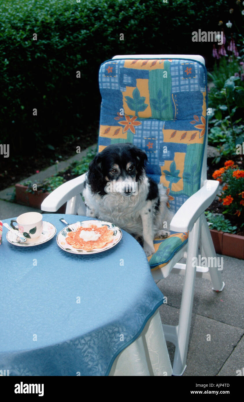 Dogs sitting by table hi-res stock photography and images - Alamy