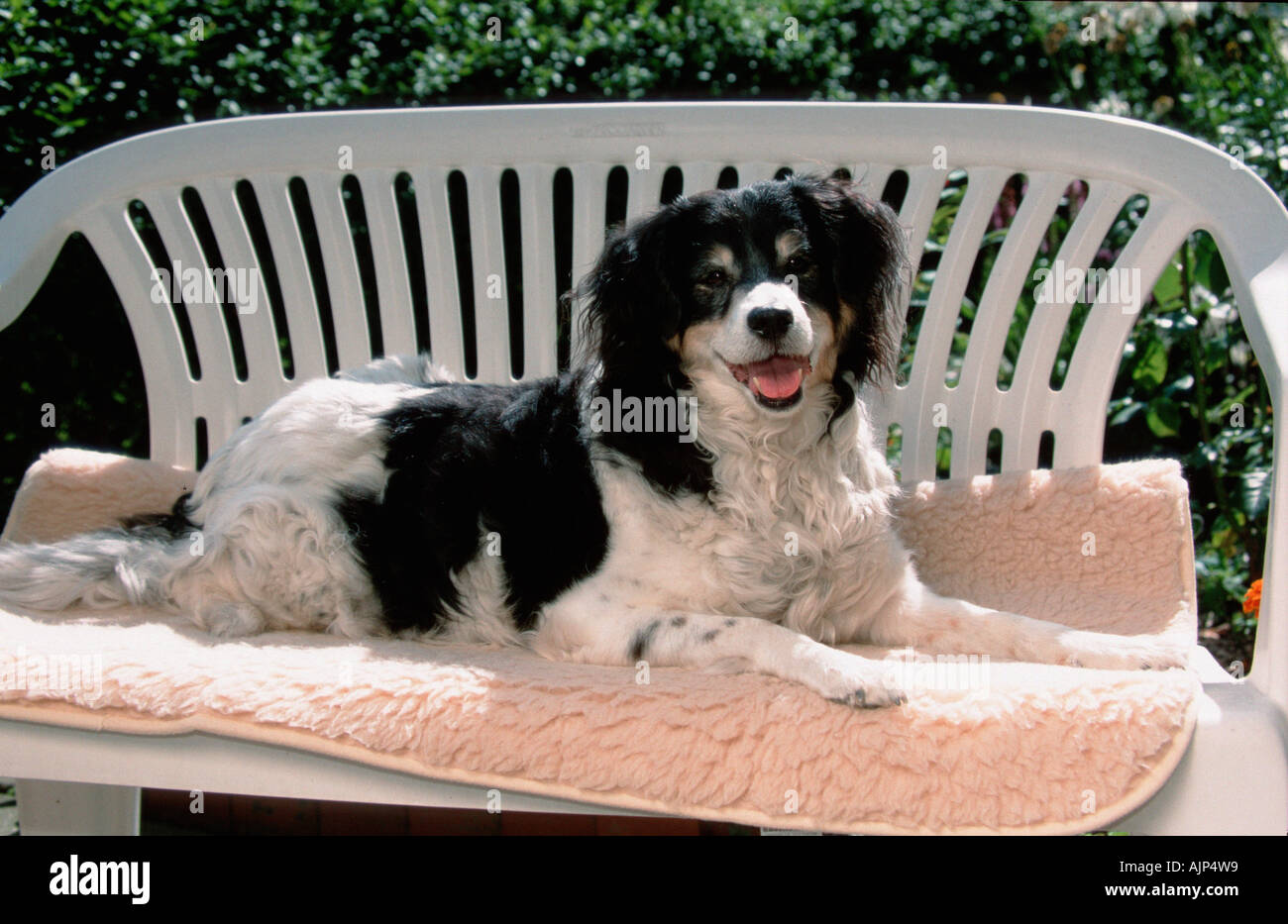 Dog lying on garden bench hi-res stock photography and images - Alamy
