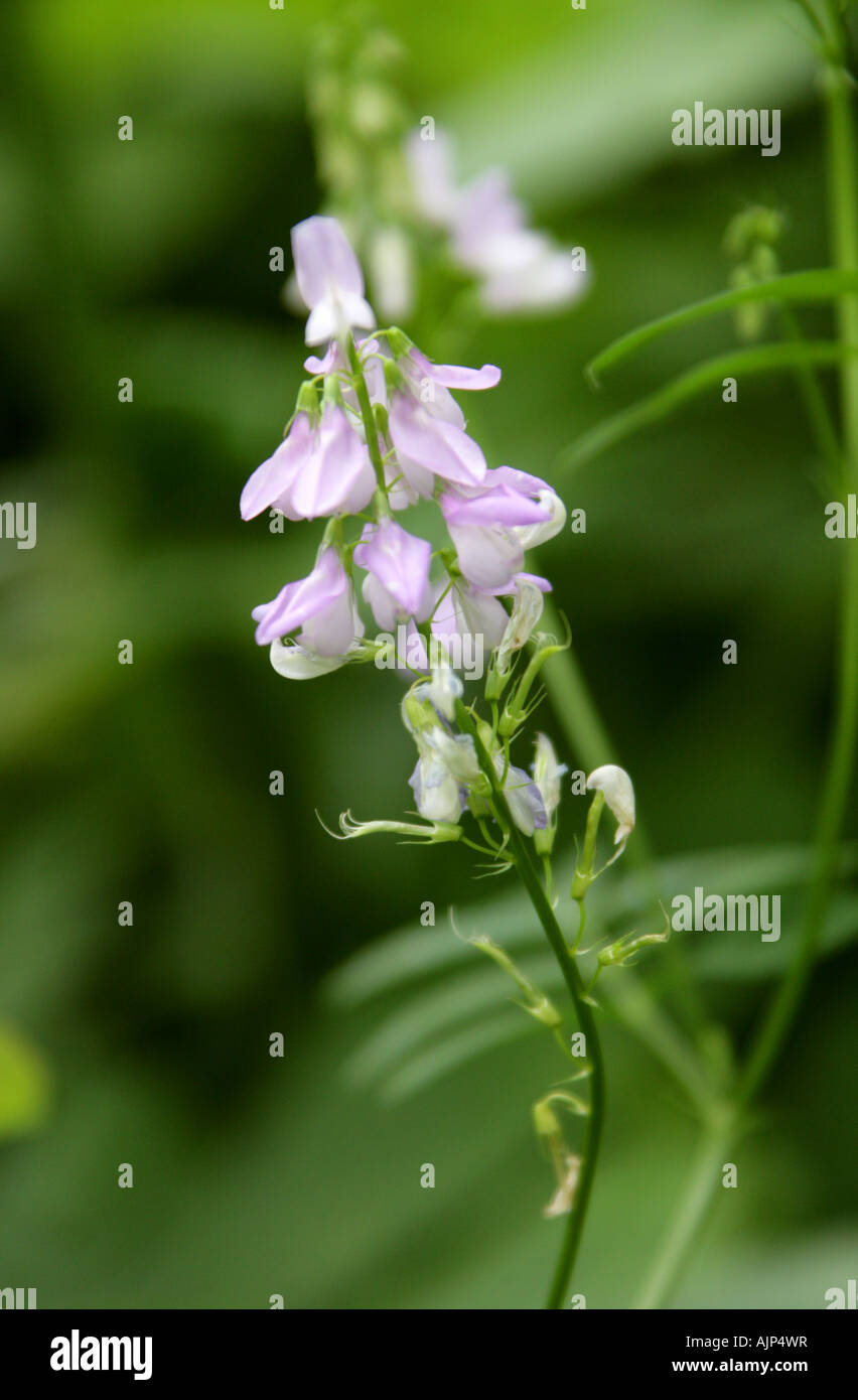 Goats Rue, Galega officinalis, Fabaceae (Leguminosae Stock Photo - Alamy